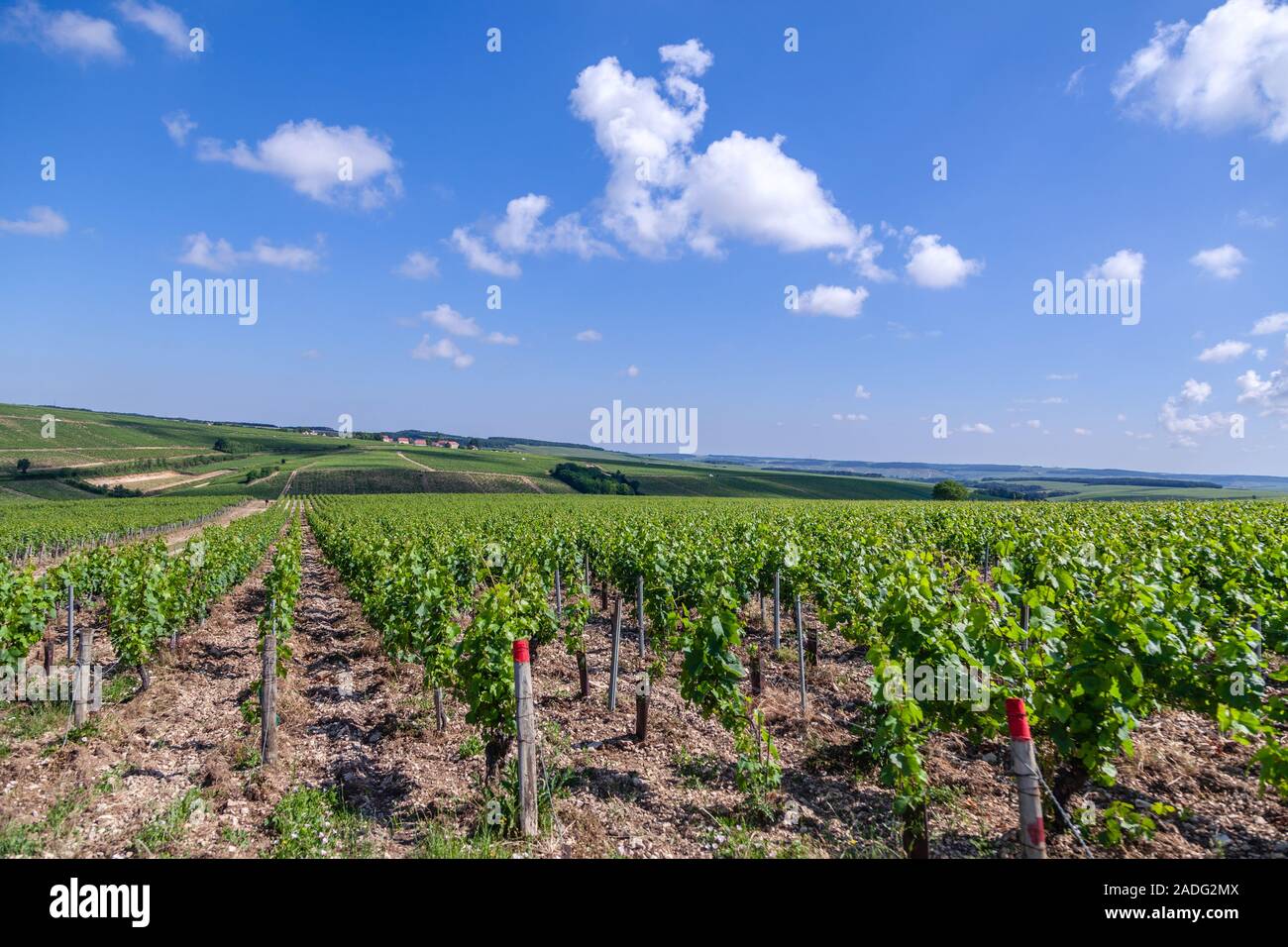 Closeup panoramic shot rows summer vineyard scenic landscape, hills, plantation, beautiful wine ...