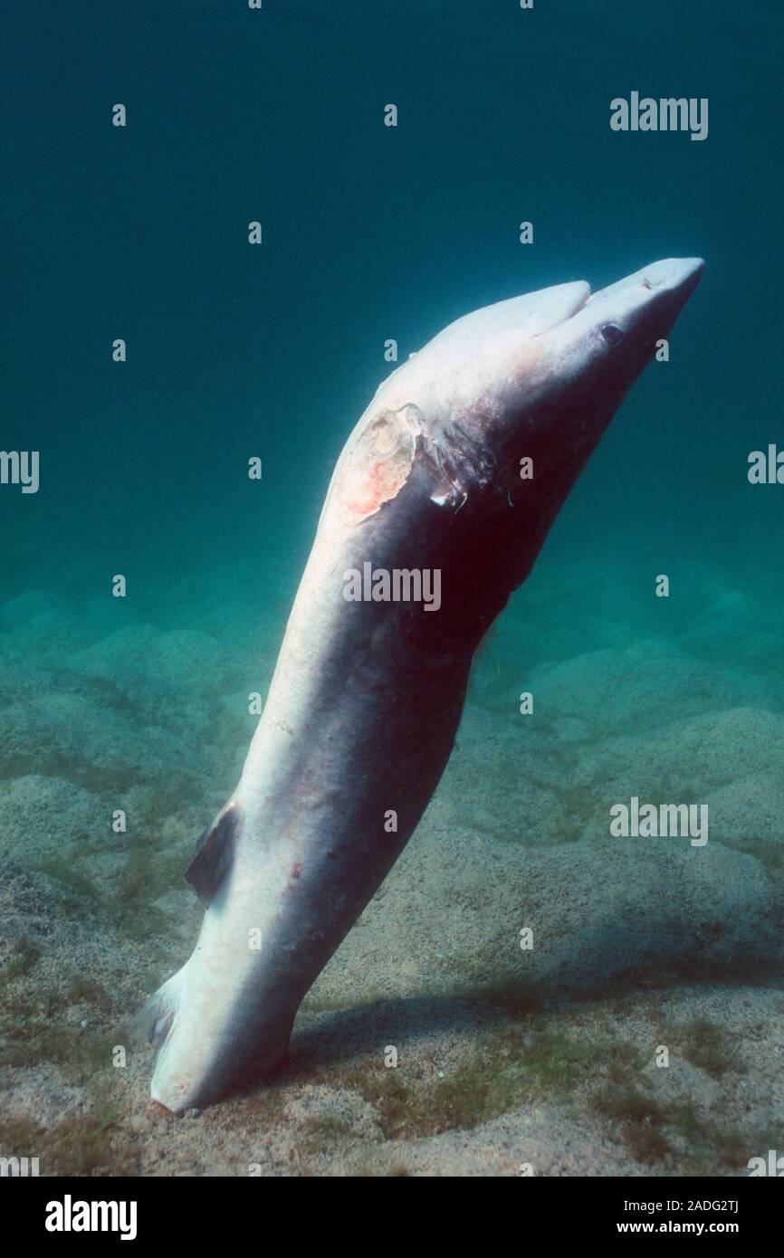 Dead shark discarded by fishermen after cutting off its fins. This is a ...