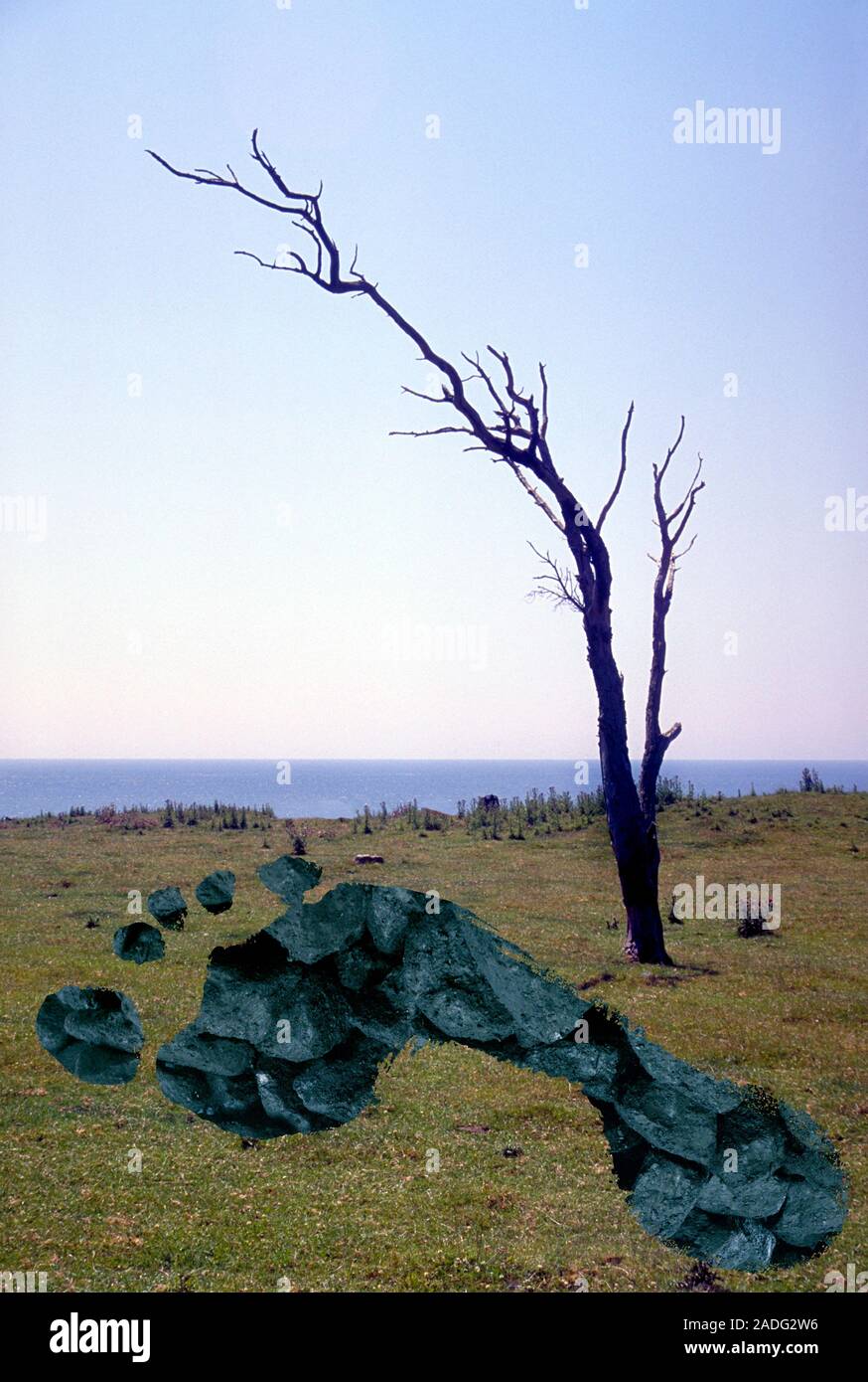 Carbon footprint, conceptual image. Coal footprint and a dead tree ...