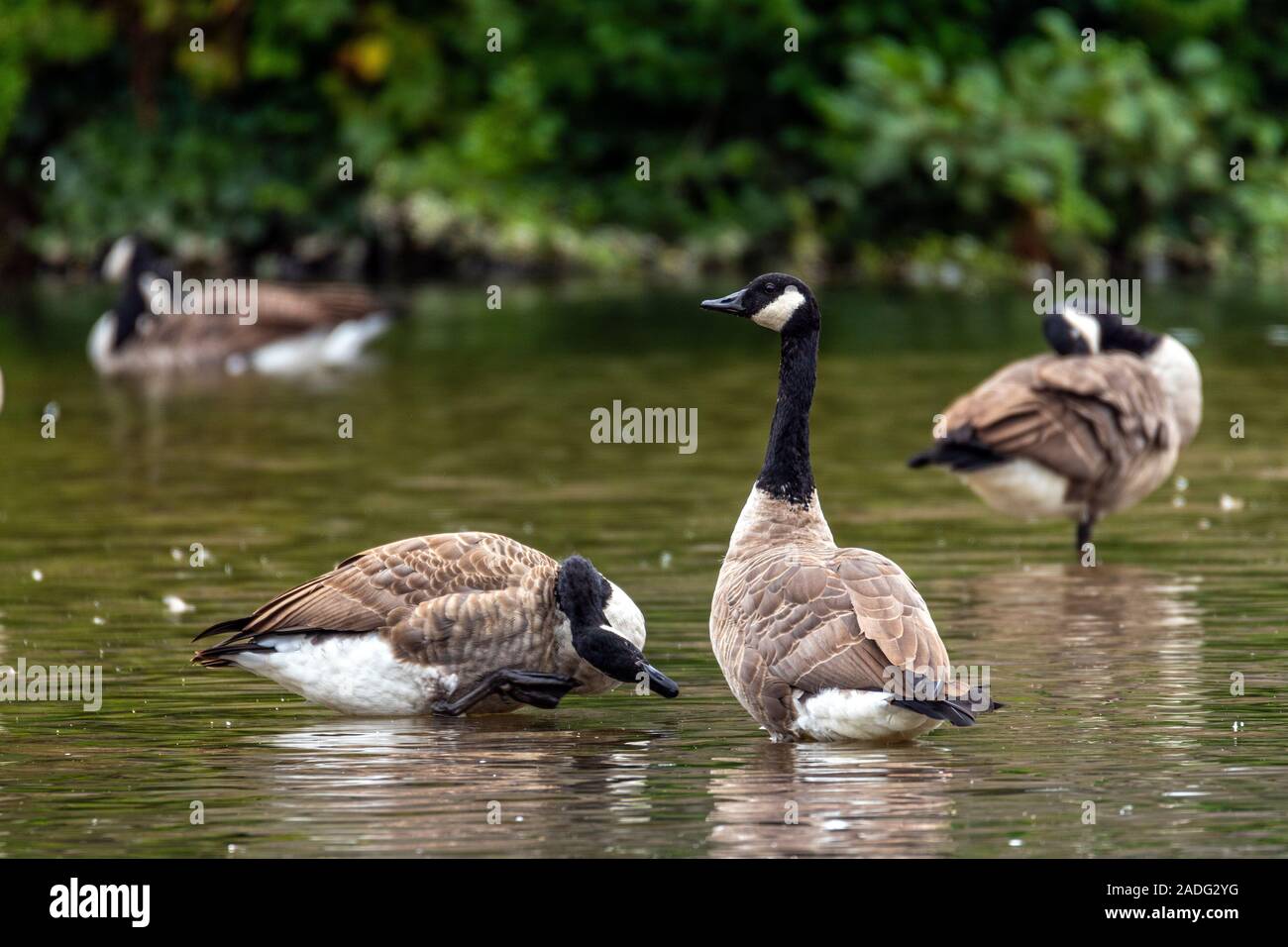 Birds of Canada in their natural habitats Stock Photo - Alamy