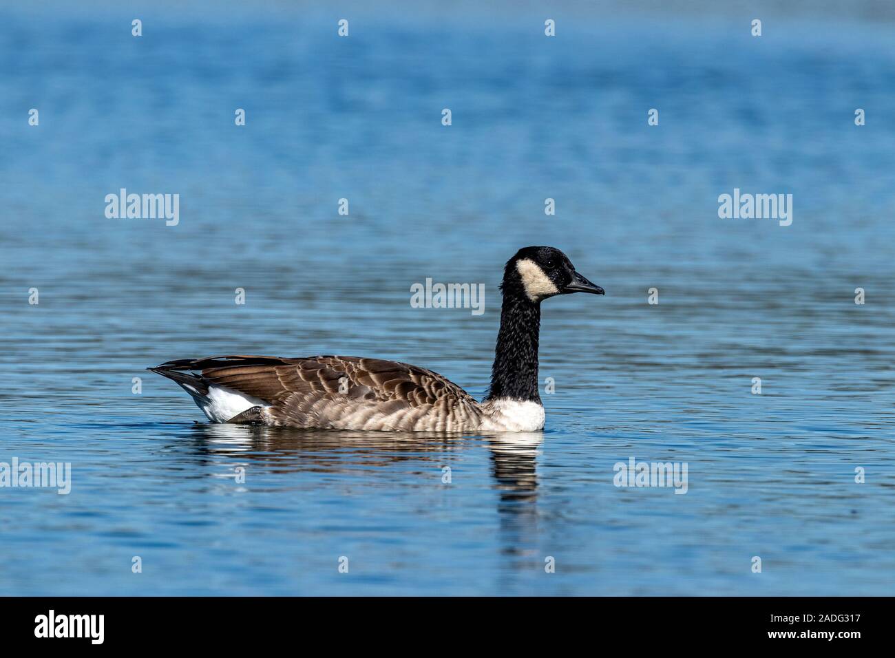 Birds of Canada in their natural habitats Stock Photo - Alamy