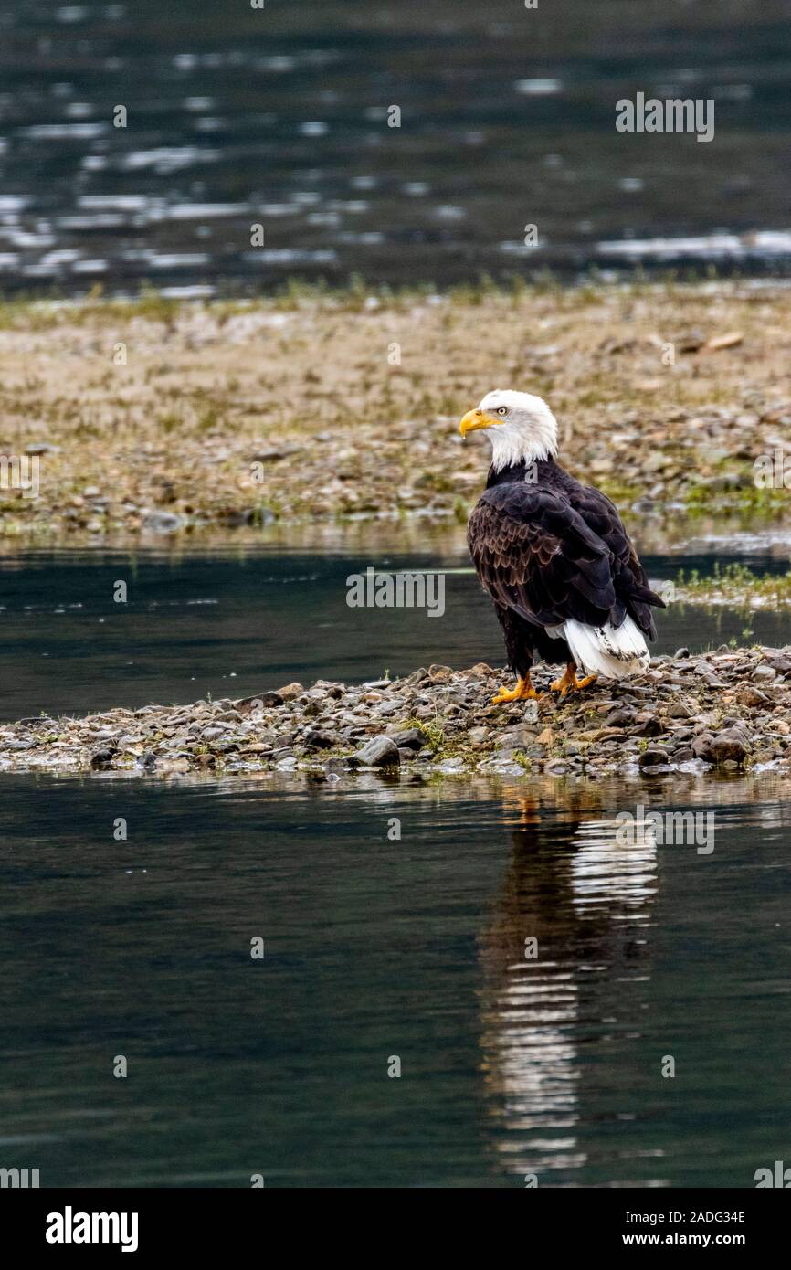 Fraser valley bald eagle hi-res stock photography and images - Alamy