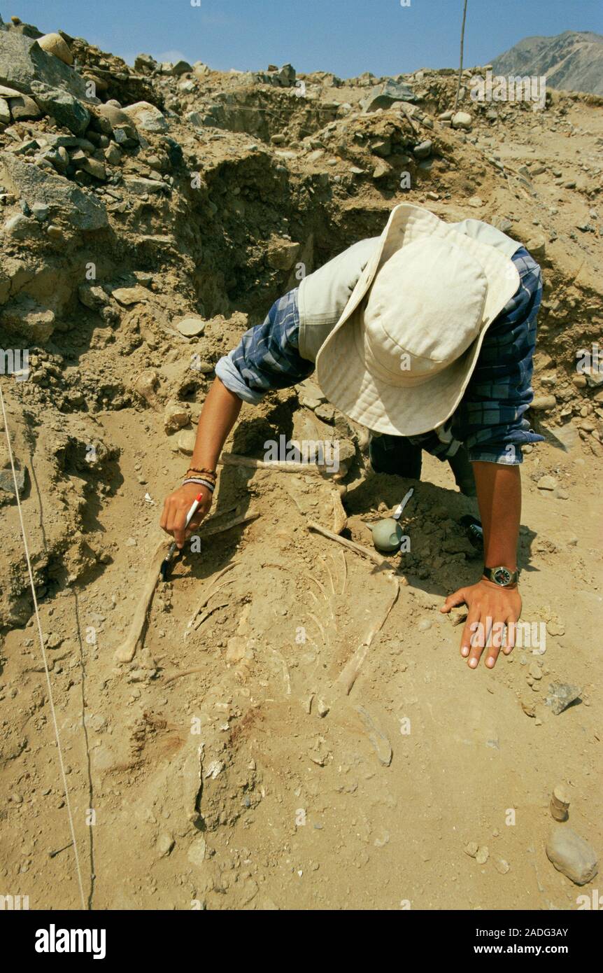 Human skeleton at Caral. Archaeologist uncovering a human skeleton ...