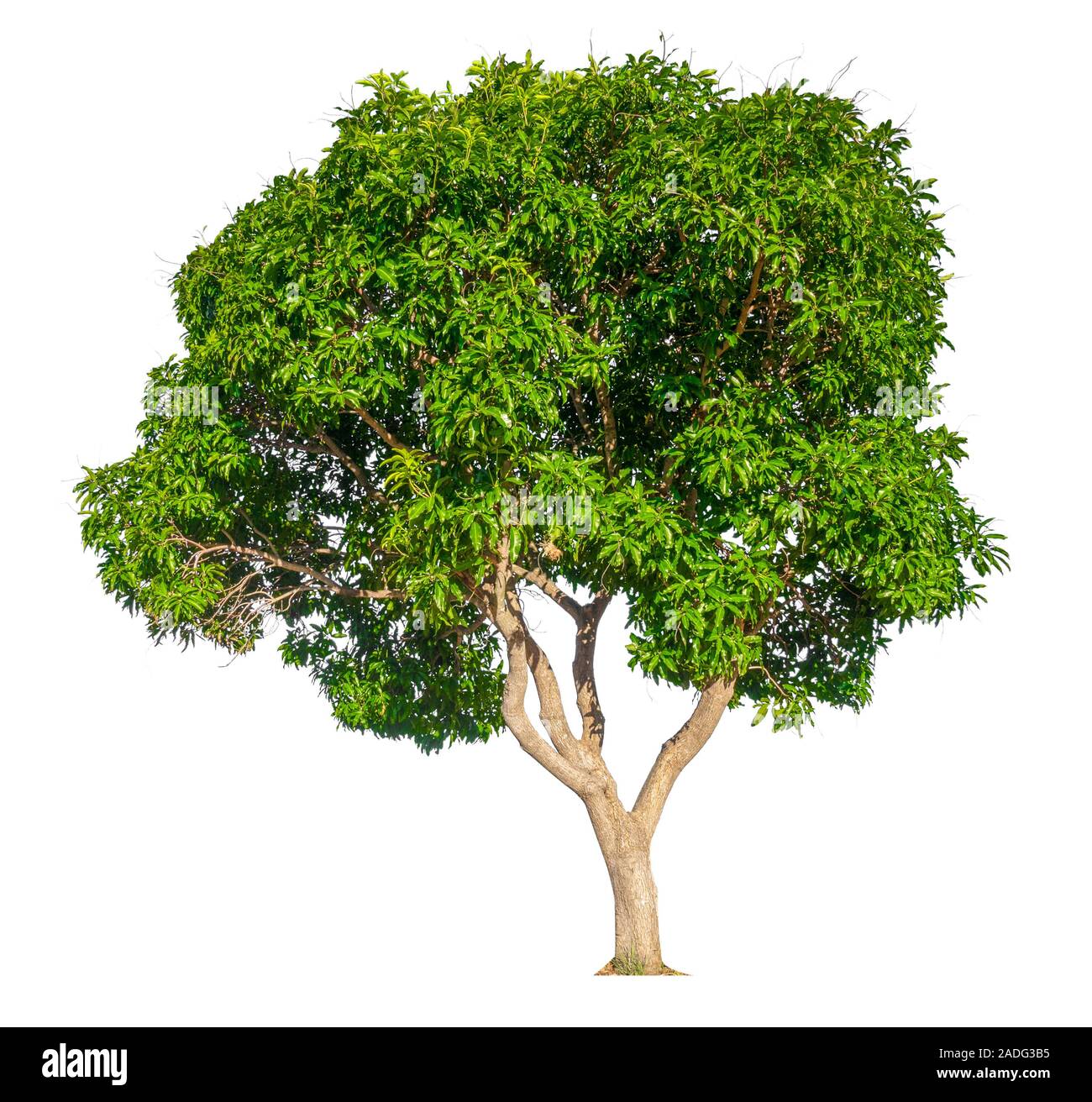 isolated mango tree on white background with clipping path Stock Photo ...