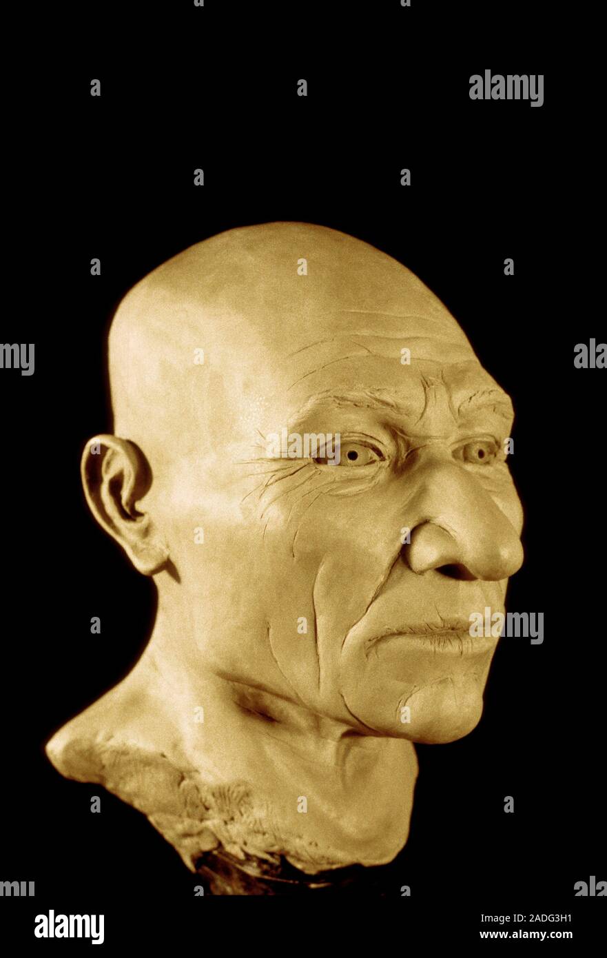 Clay reconstruction of the Kennewick Man. The face was reconstructed ...
