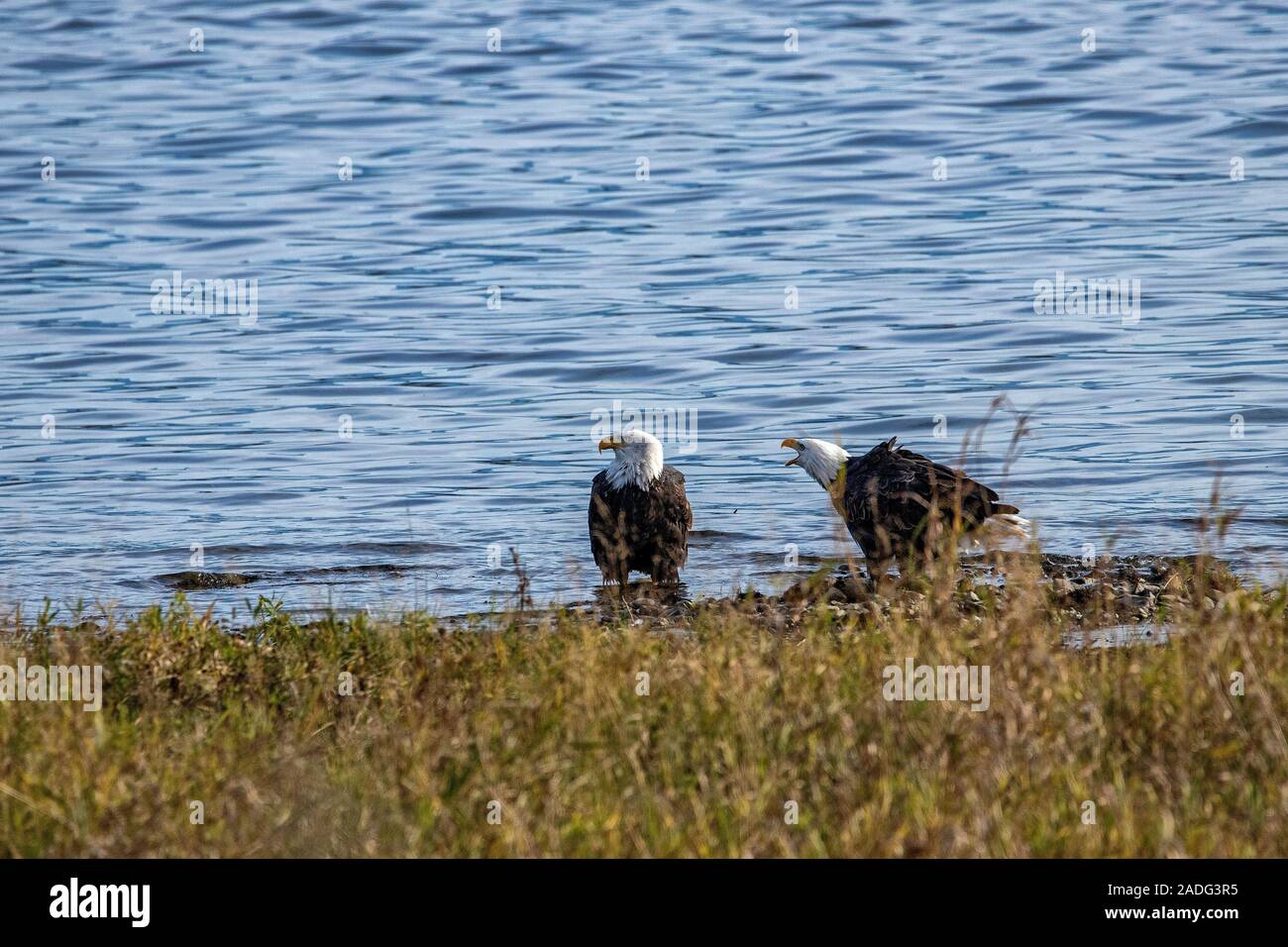 Birds in habitats hi-res stock photography and images - Alamy
