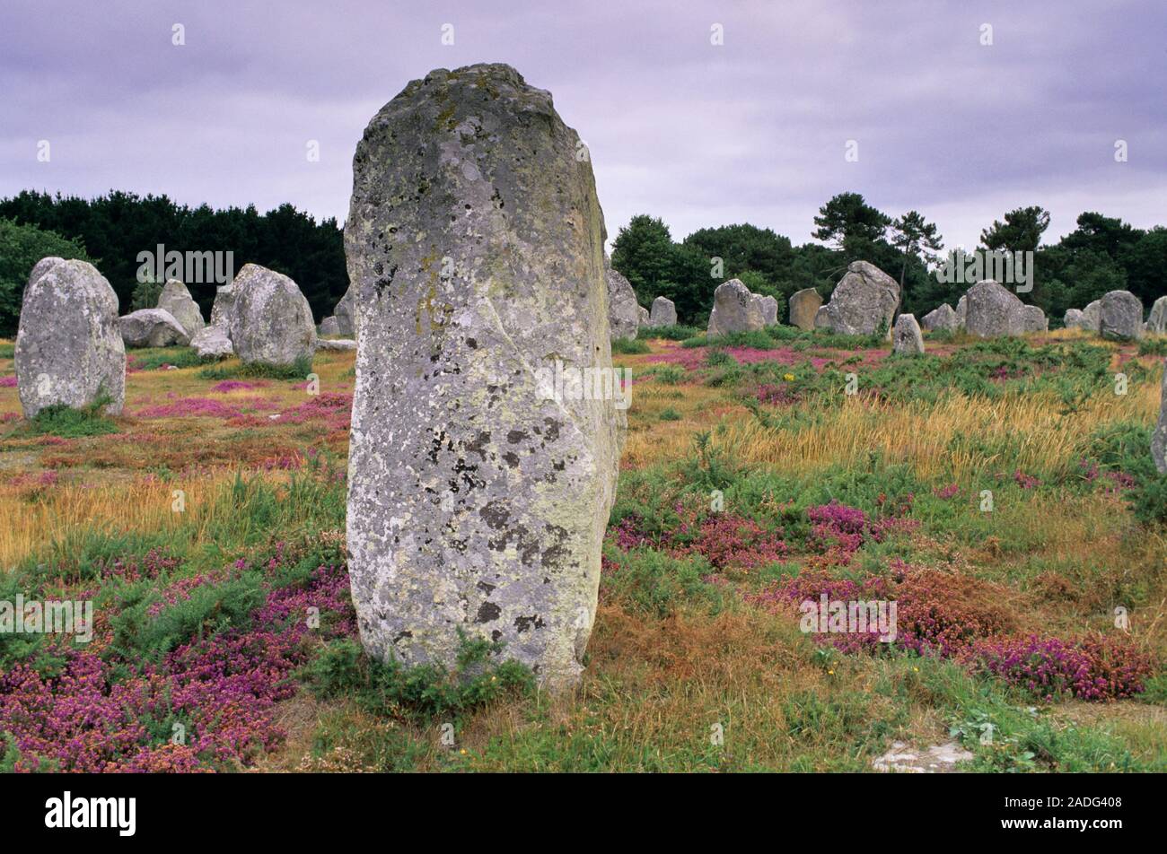 Neolithic stone alignments, Carnac, France Stock Photo - Alamy
