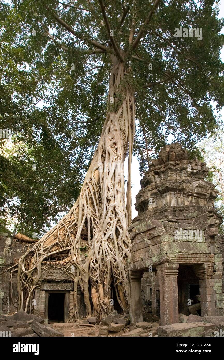 Angkorian temple. Roots of a tree growing over the ruins of a temple at ...