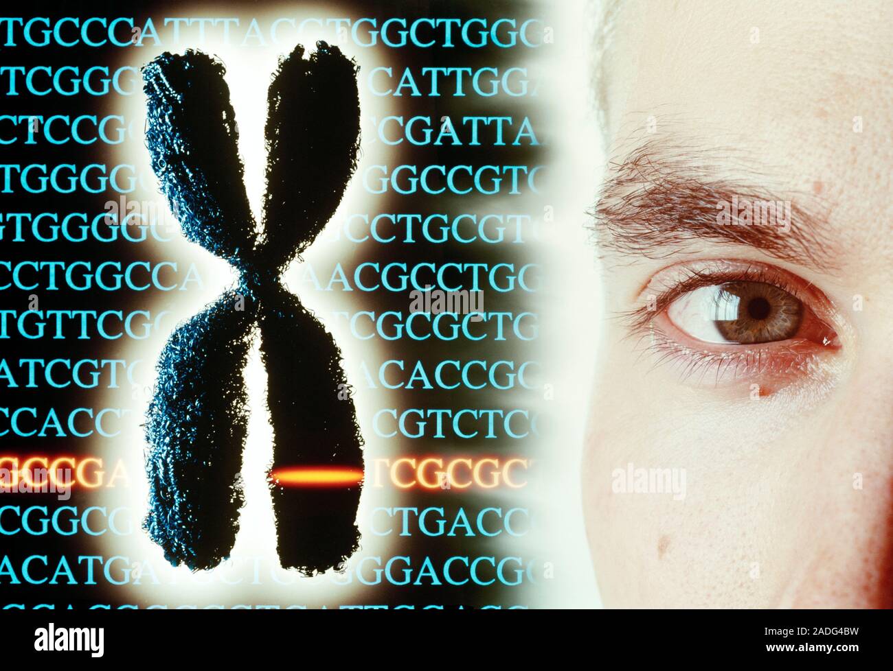 Eye colour genetics. Computer artwork depicting the genetics of eye ...