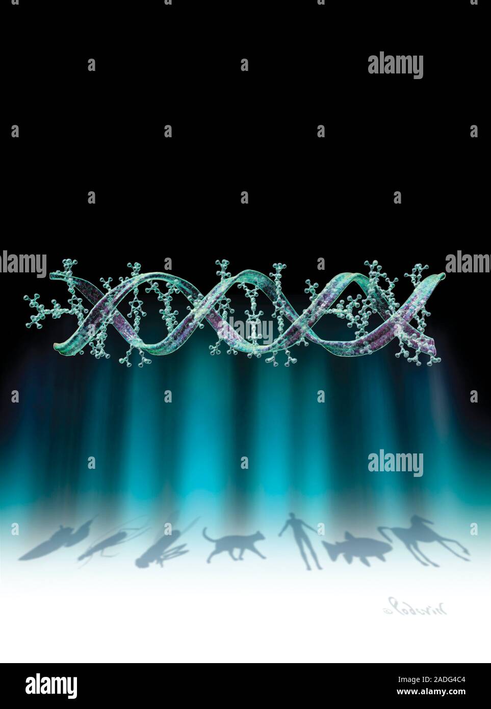 Biological diversity, conceptual computer artwork. Molecule of DNA ...
