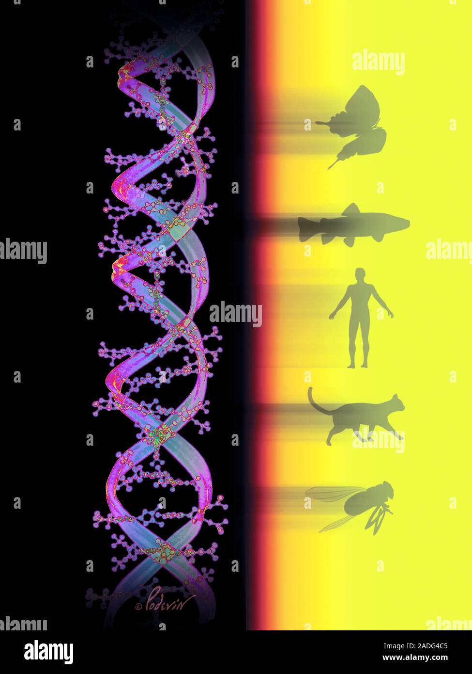 Biological diversity, conceptual computer artwork. Molecule of DNA ...