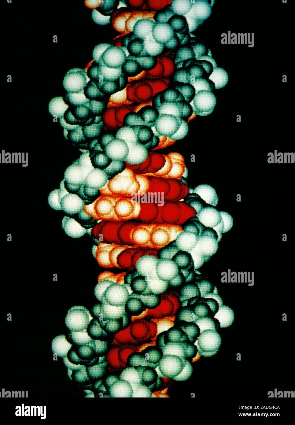 Molecular computer graphics representation of the DNA (deoxyribonucleic ... Molecular computer graphics representation of the DNA (deoxyribonucleic ...
