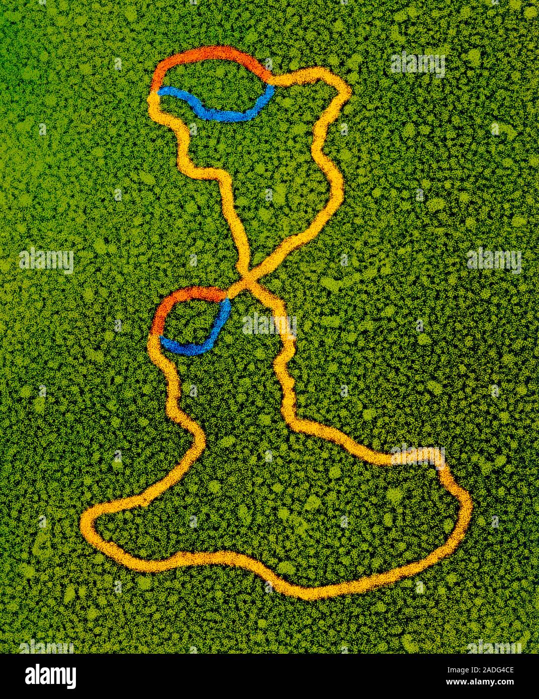 False Colour Transmission Electron Micrograph Tem Of A Circular Loop Or Plasmid Of Bacterial