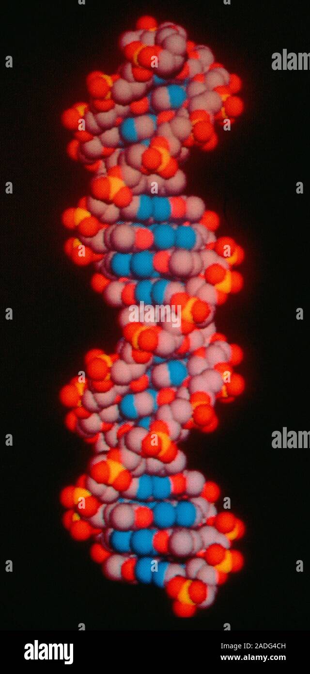 DNA. Computer graphic of part of the molecule of DNA (Deoxyribonucleic ...