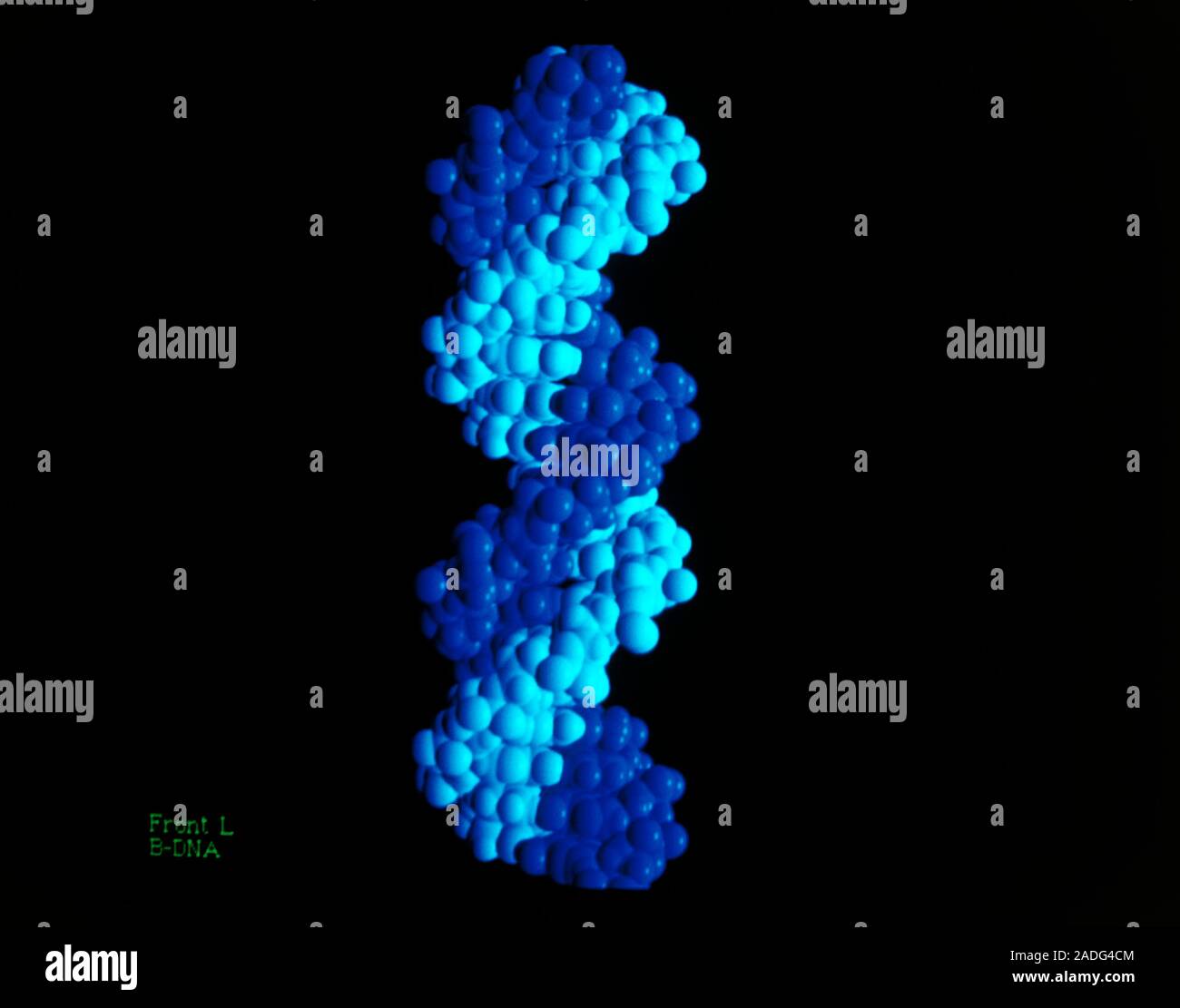 Computer molecular graphics showing the structure of the DNA ... Computer molecular graphics showing the structure of the DNA ...
