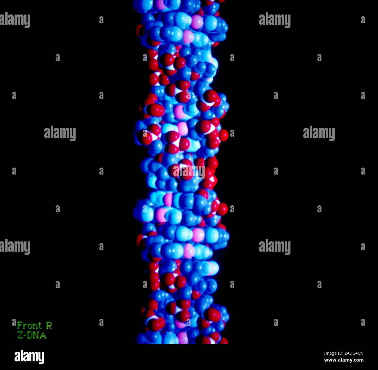 Computer molecular graphics showing the structure of the DNA ... Computer molecular graphics showing the structure of the DNA ...