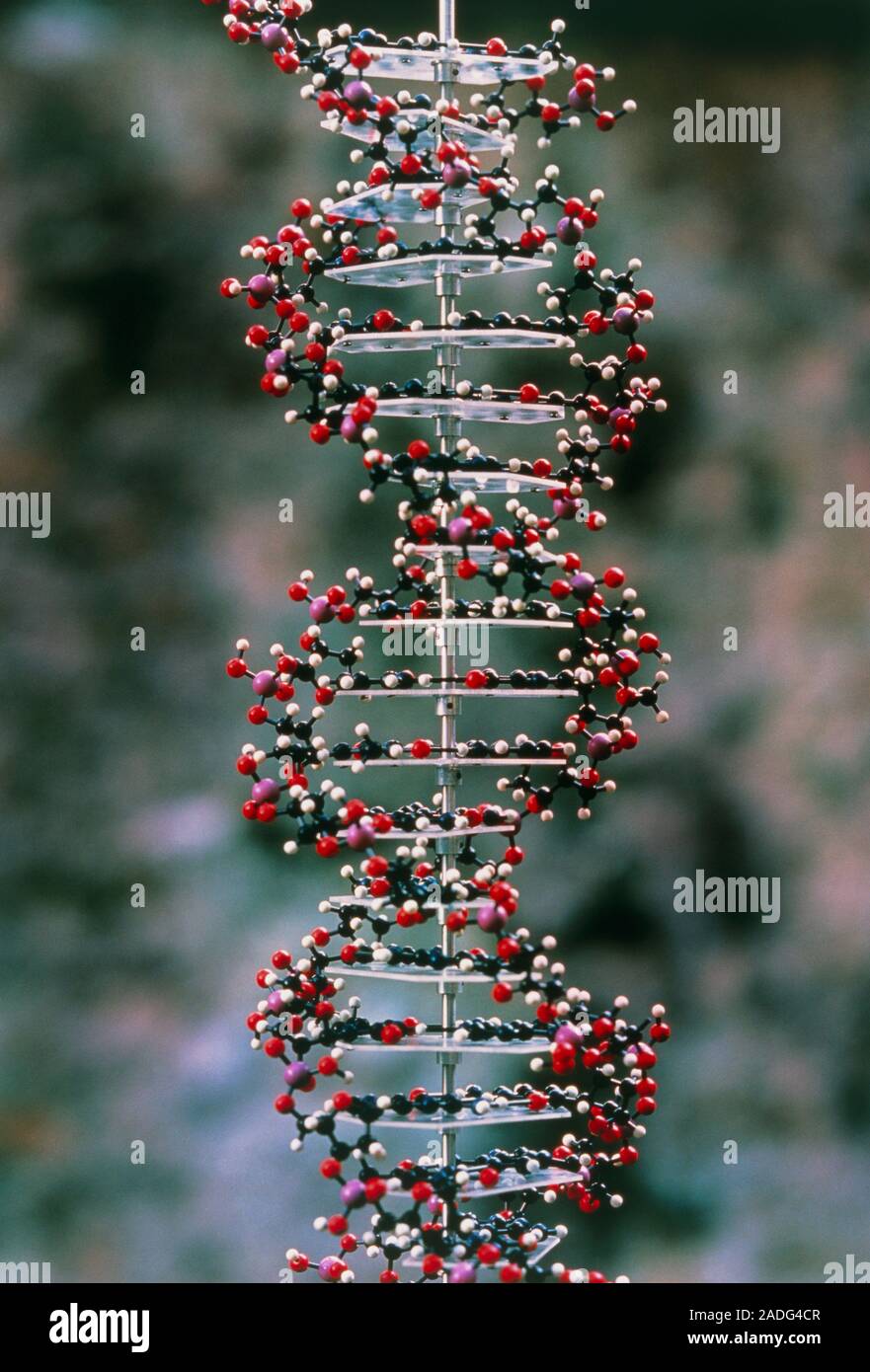 Ball & stick type model illustrating the structure of the DNA ...