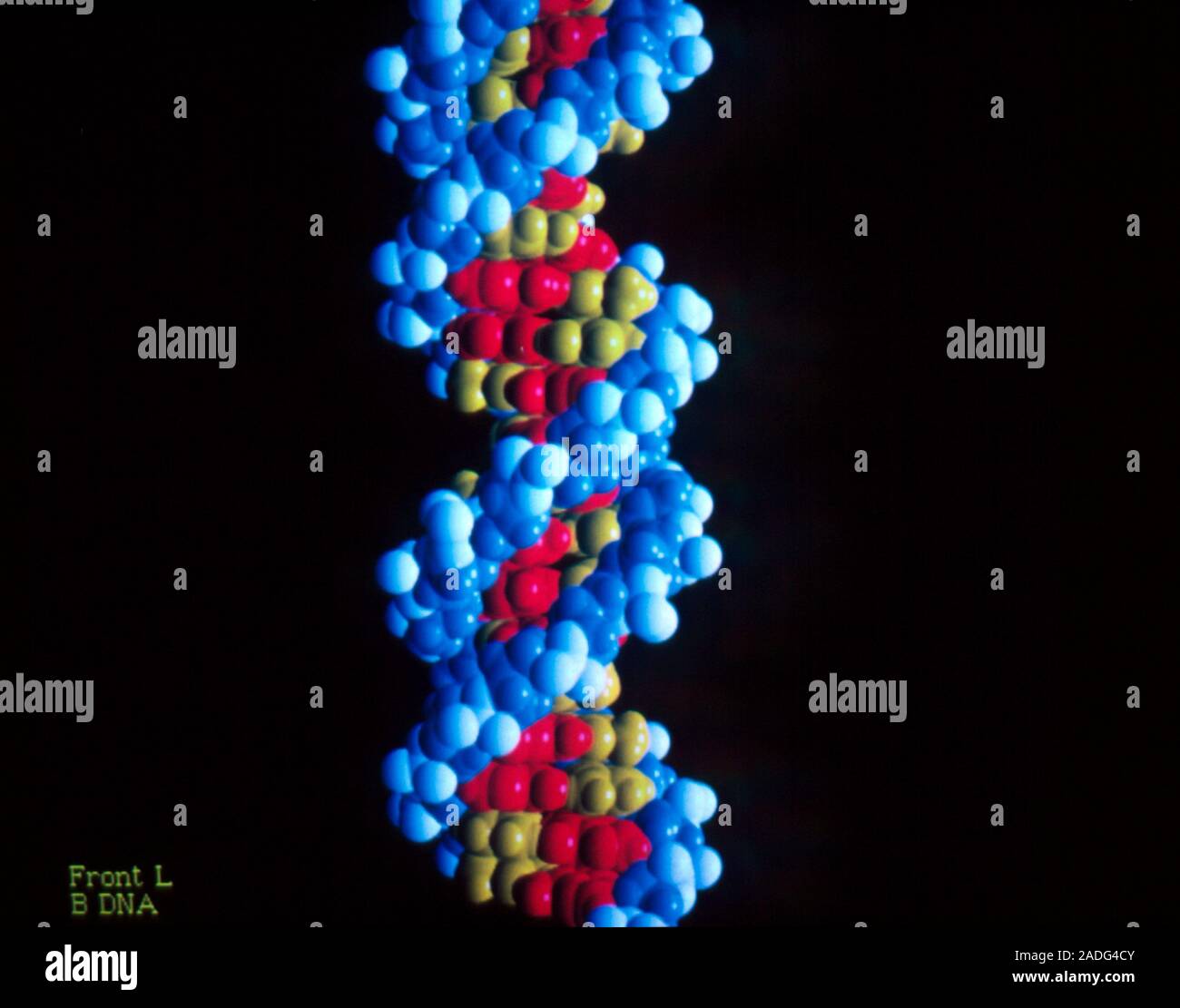 Molecular computer graphics representation of the DNA (deoxyribonucleic ... Molecular computer graphics representation of the DNA (deoxyribonucleic ...