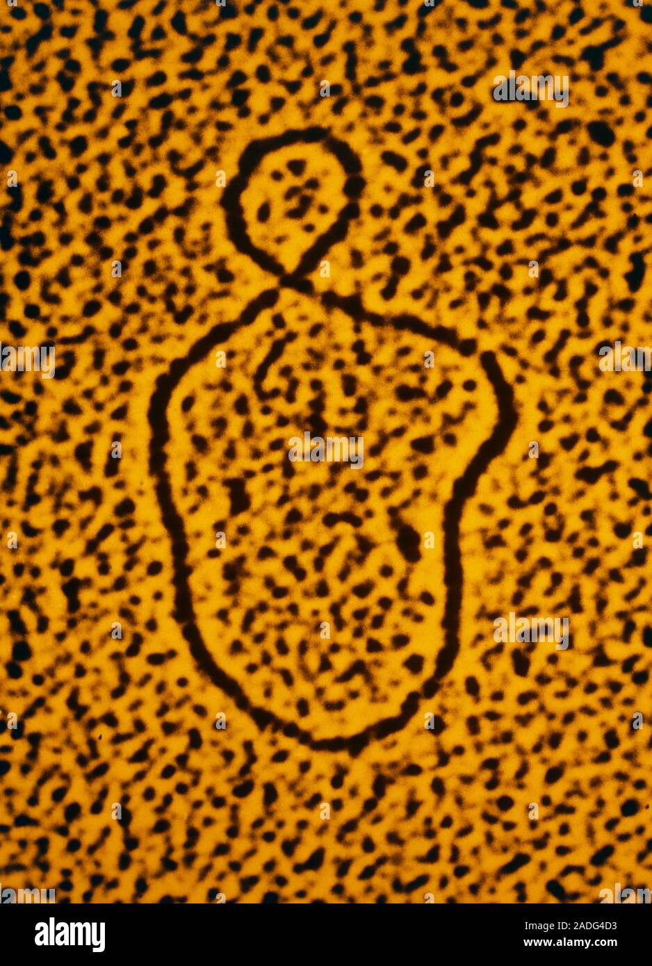 False Colour Scanning Transmission Electron Micrograph Of Dna Of Small Plasmid Double Stranded