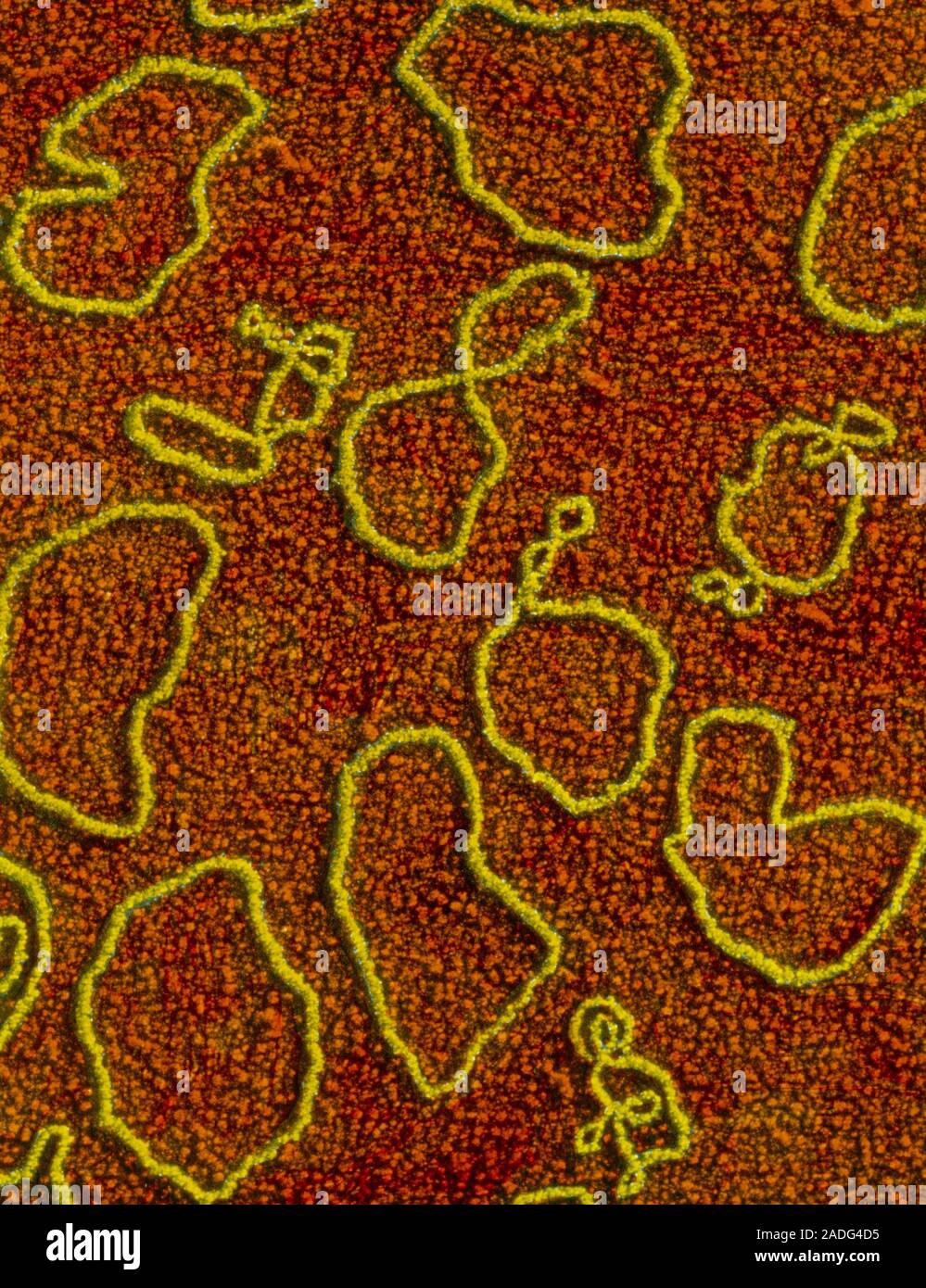 False Colour Transmission Electron Micrograph Of Plasmids Pbr 322 Of Bacterial Dna From The