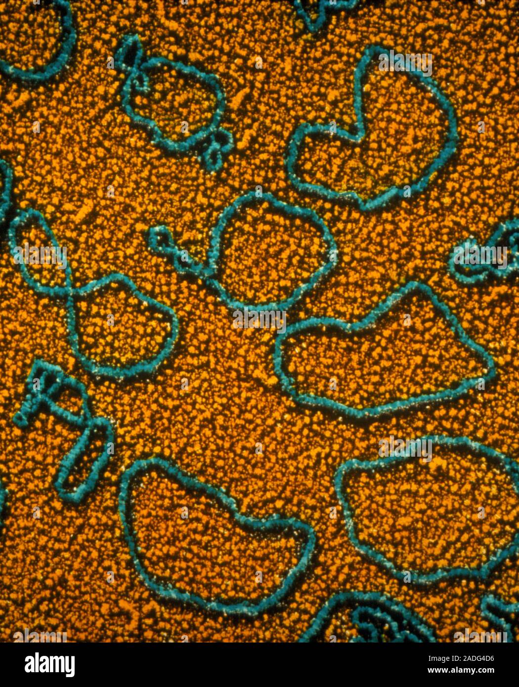 False-colour transmission electron micrograph of plasmids (PBR 322) of ...