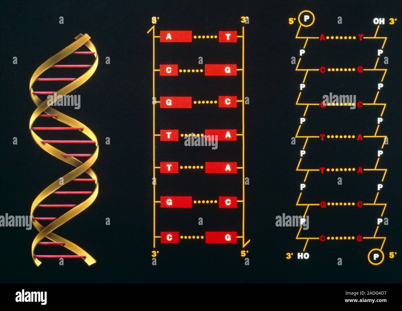 Three schematic illustrations of the structure of DNA, the substance of ...