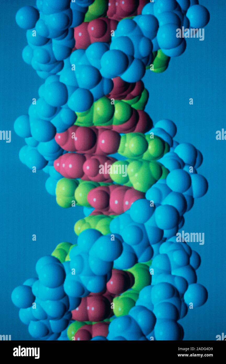 Molecular computer graphics representation of a B- DNA ... Molecular computer graphics representation of a B- DNA ...
