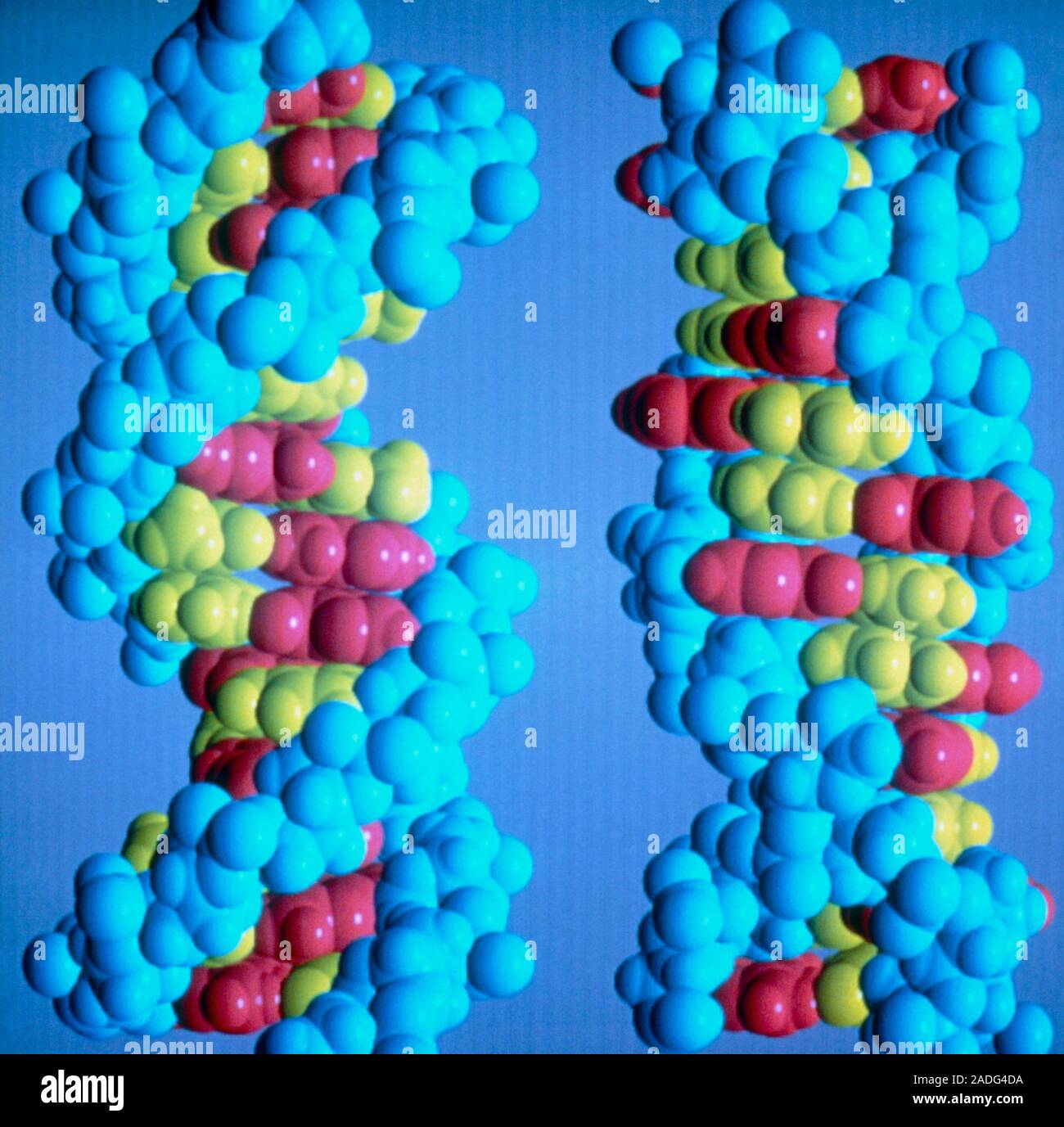 Molecular computer graphics representation of the B (left) and Z forms ...