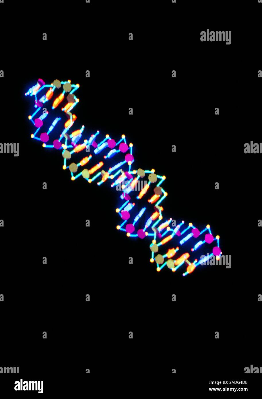 Computer molecular graphics of the structure of the DNA double helix (B ... Computer molecular graphics of the structure of the DNA double helix (B ...