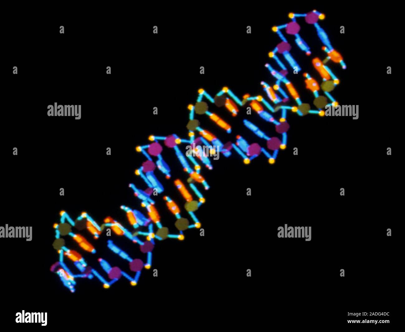 Computer molecular graphics of the structure of the DNA double helix (B ... Computer molecular graphics of the structure of the DNA double helix (B ...