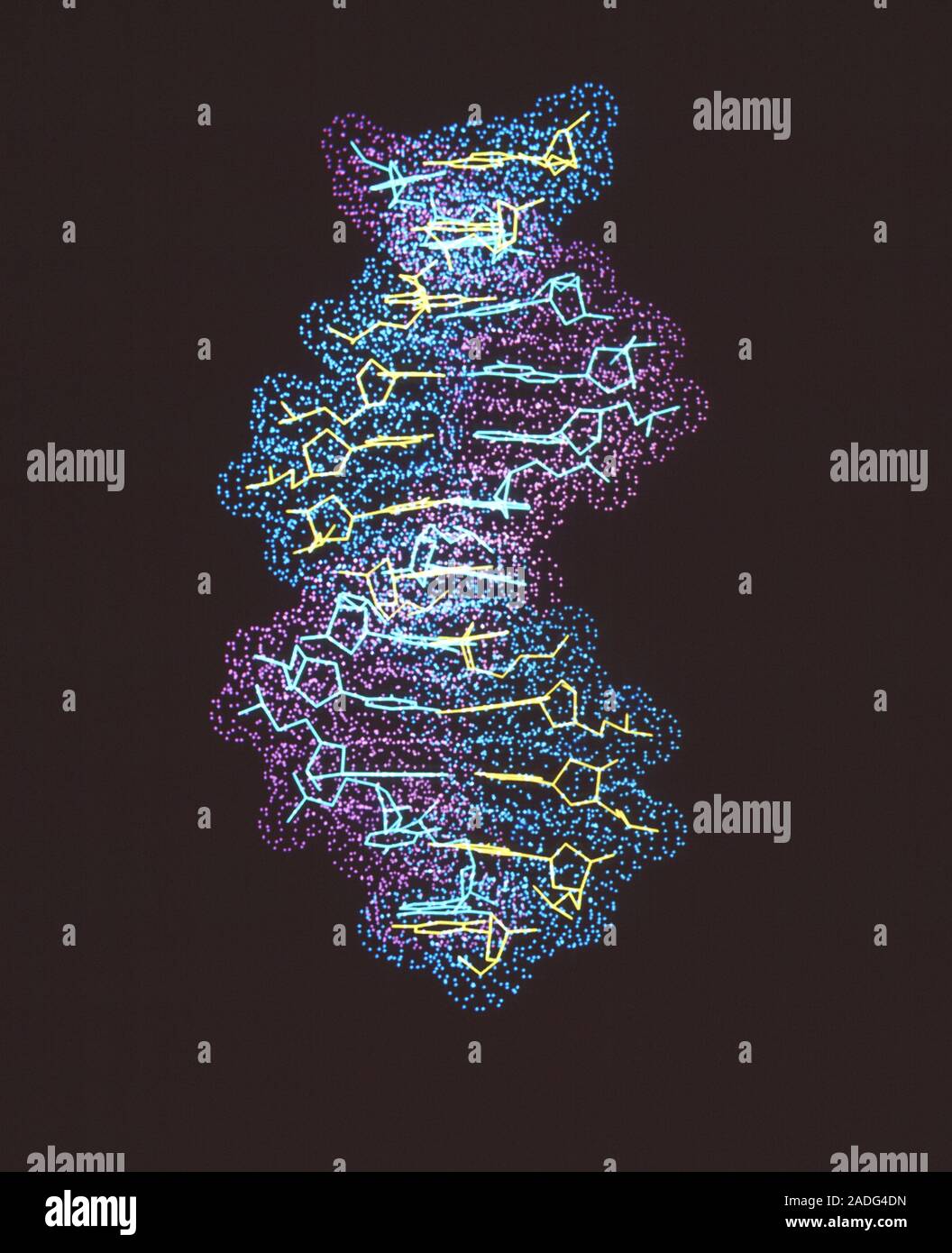 Computer graphics image of DNA, showing its double helix structure ...
