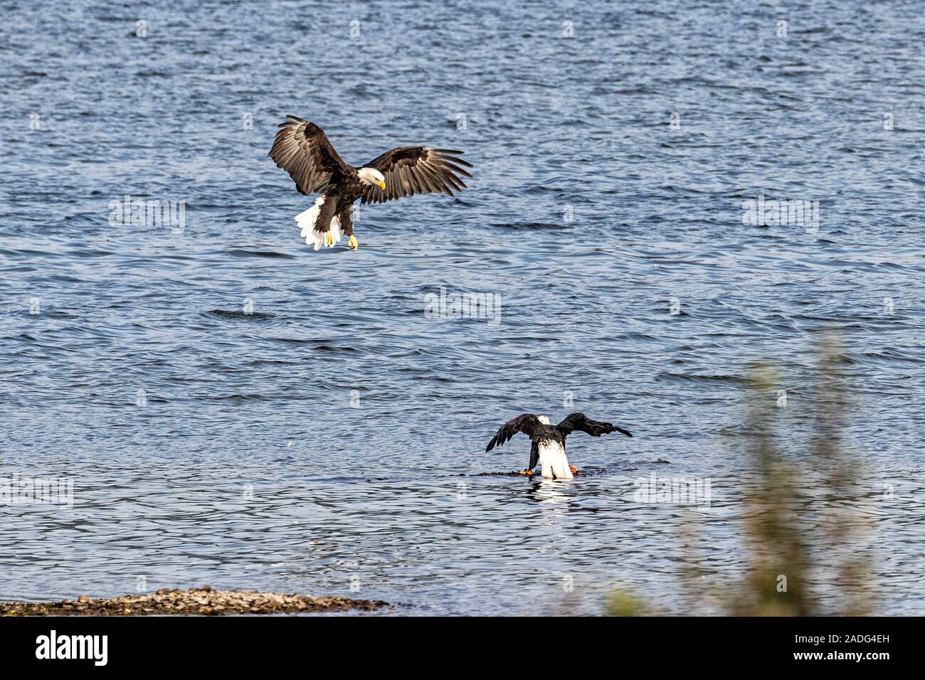 Natural habitats hi-res stock photography and images - Alamy
