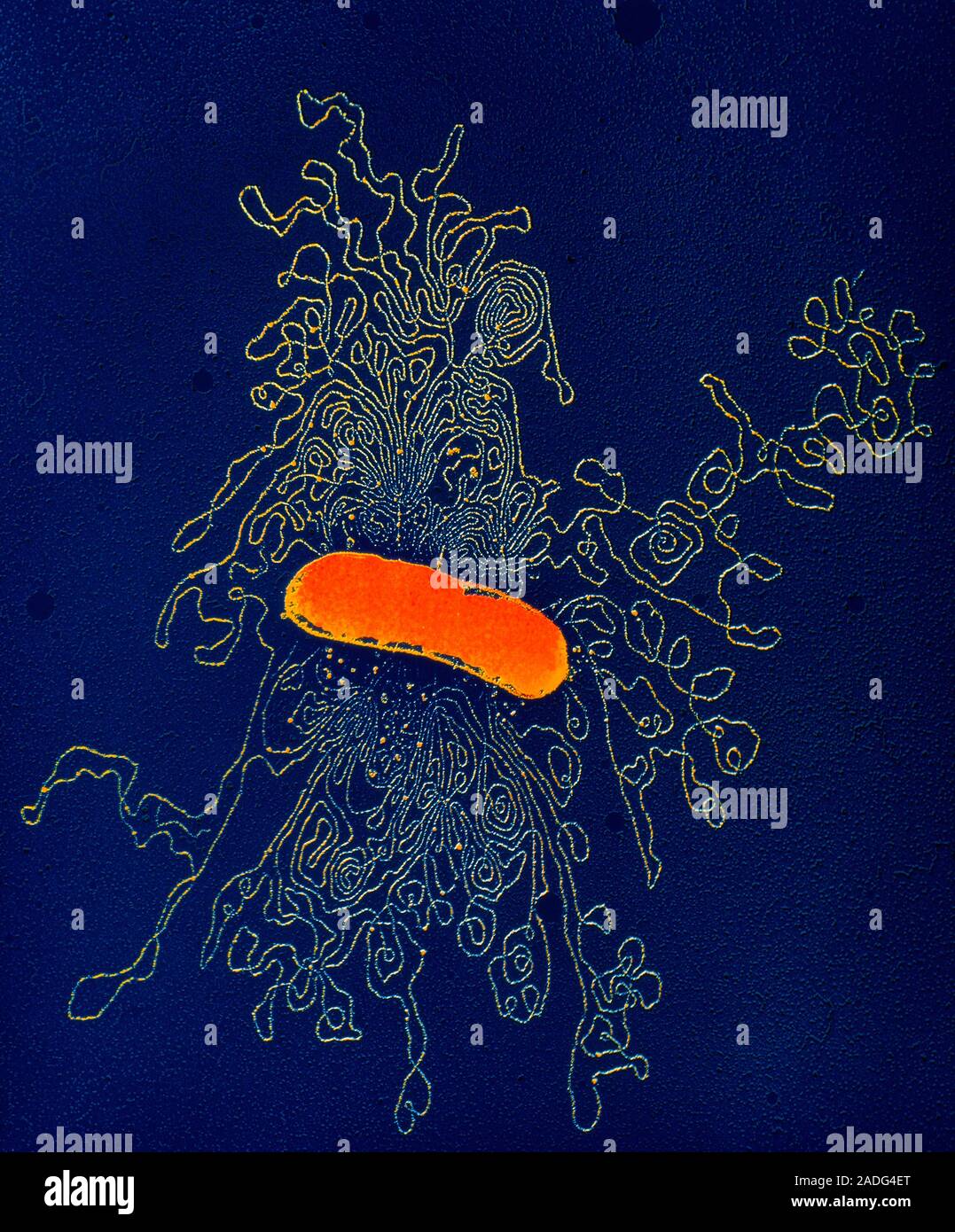 Dna False Colour Transmission Electron Micrograph Tem Of The Bacterium Escherichia Coli
