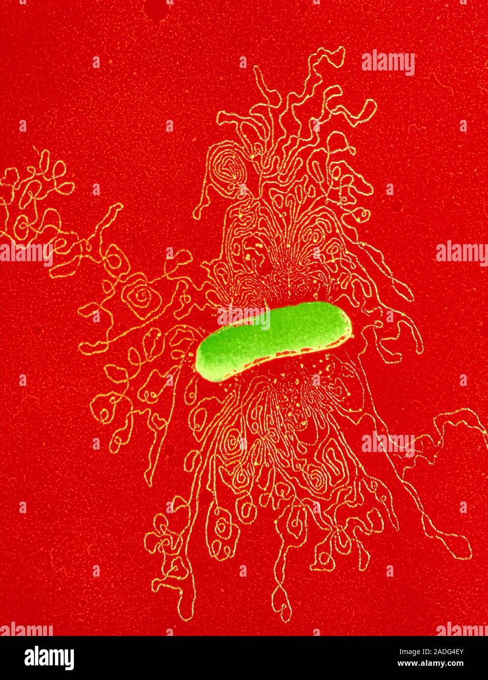 DNA. False-colour transmission electron micrograph (TEM) of the ...