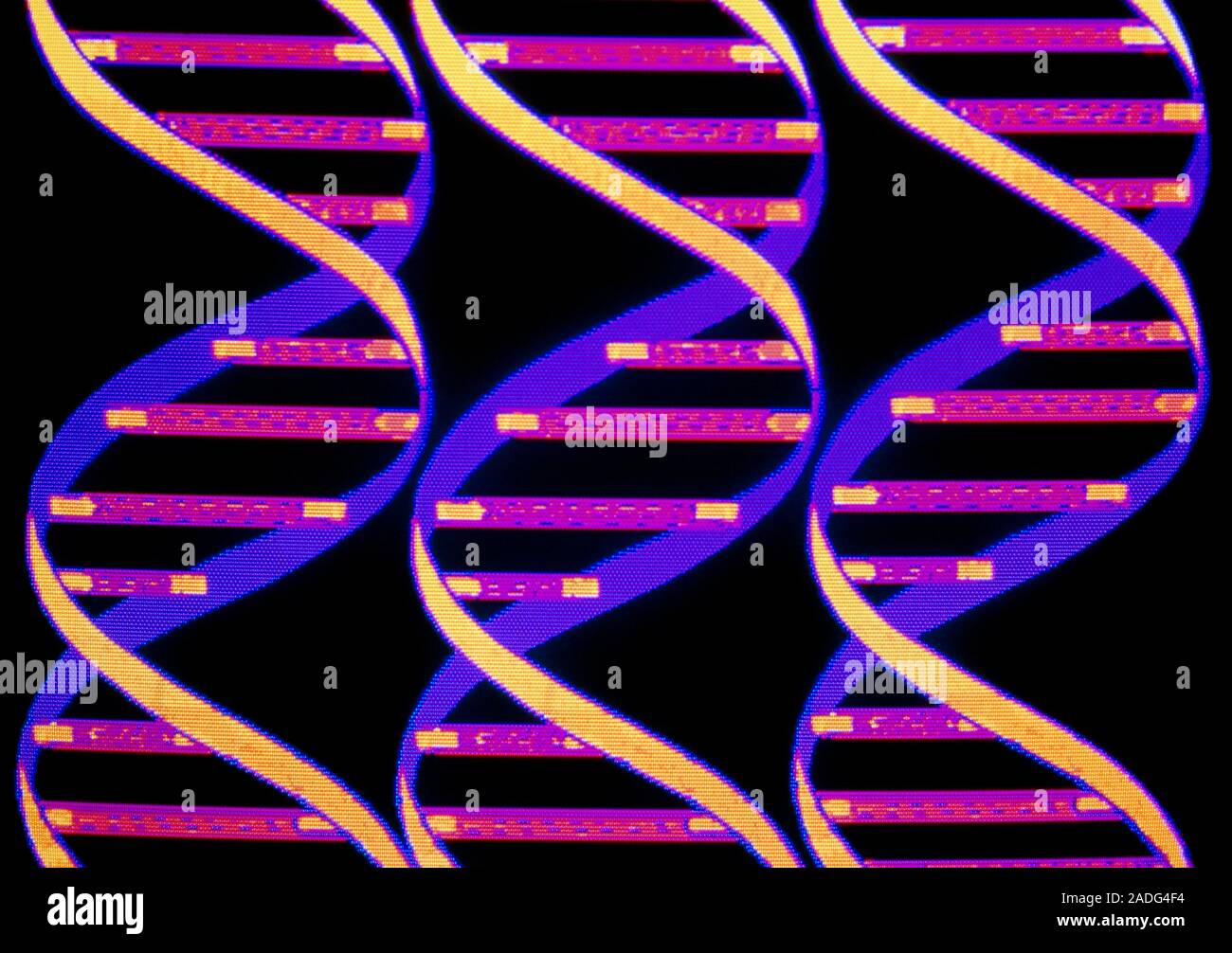 The double helix. Computer graphic image of three strands of DNA. Each ...