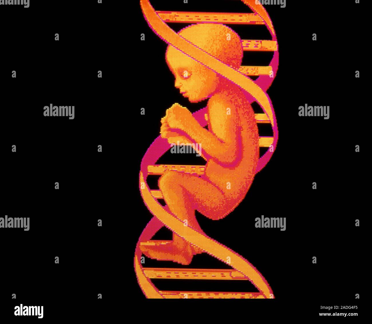 DNA predeterminism. Computer graphic image representing a baby wrapped ...