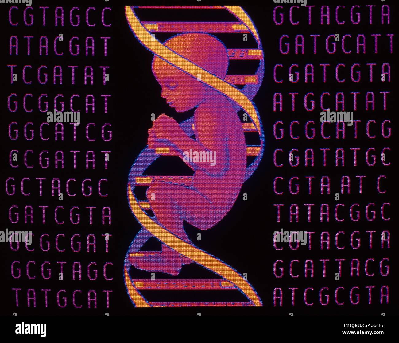 DNA predeterminism. Computer graphic image representing a baby wrapped ...