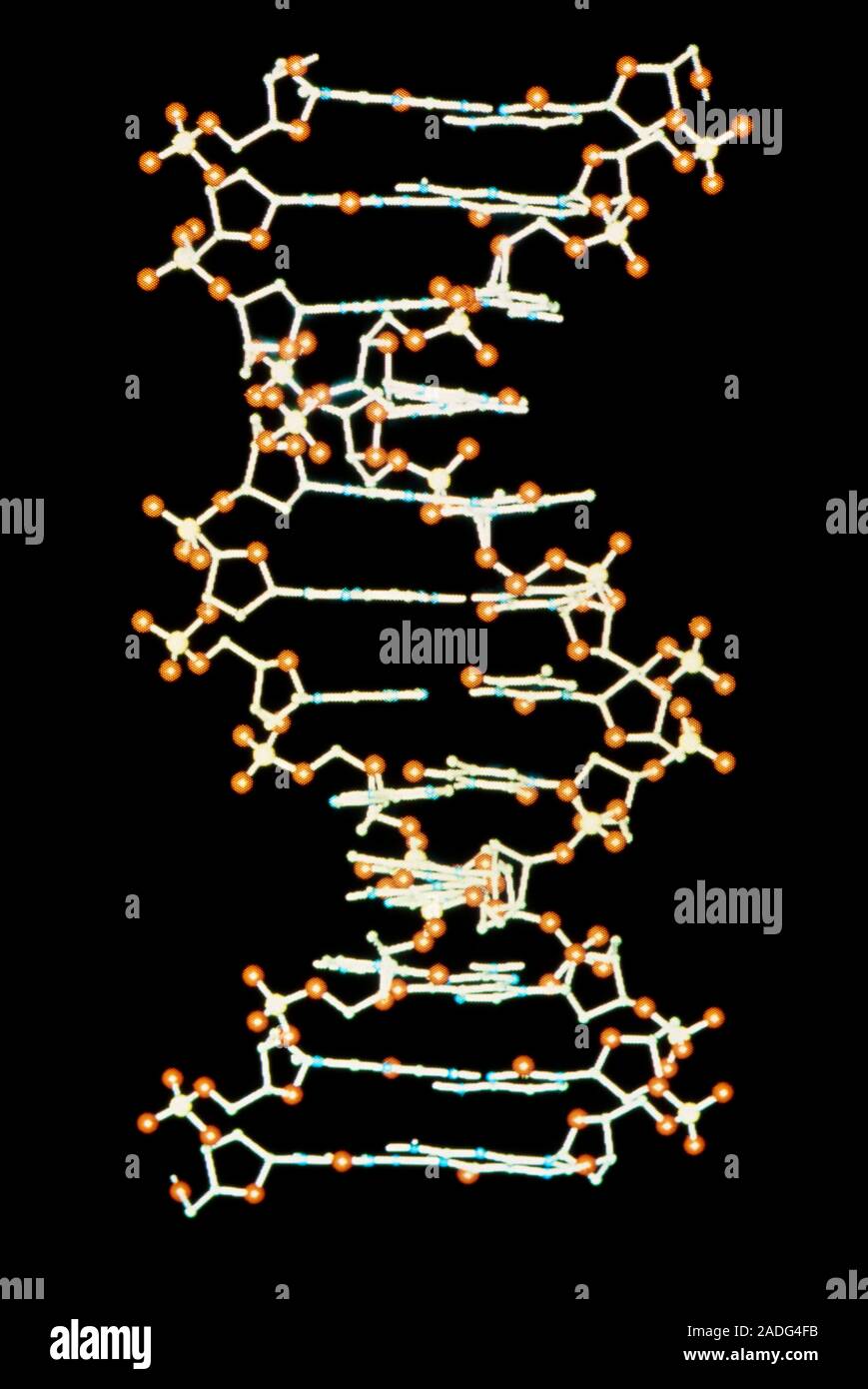 DNA. Computer graphic representation of a part of a strand of the beta ...