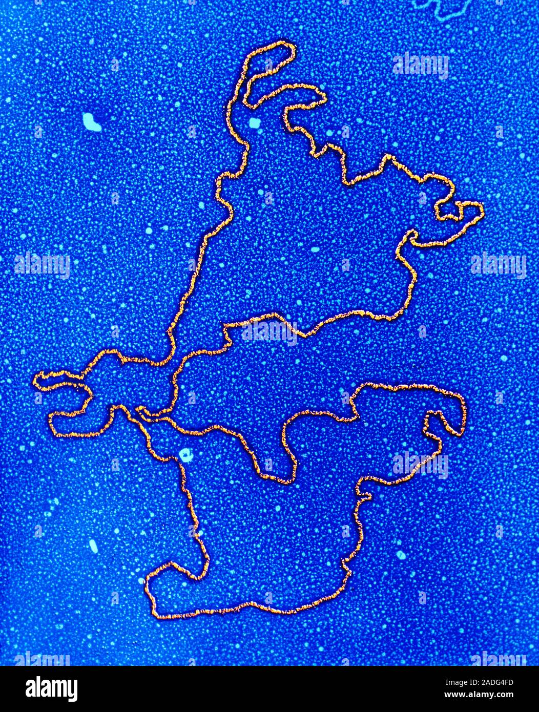 Coloured transmission electron micrograph (TEM) of a closed circle or ...