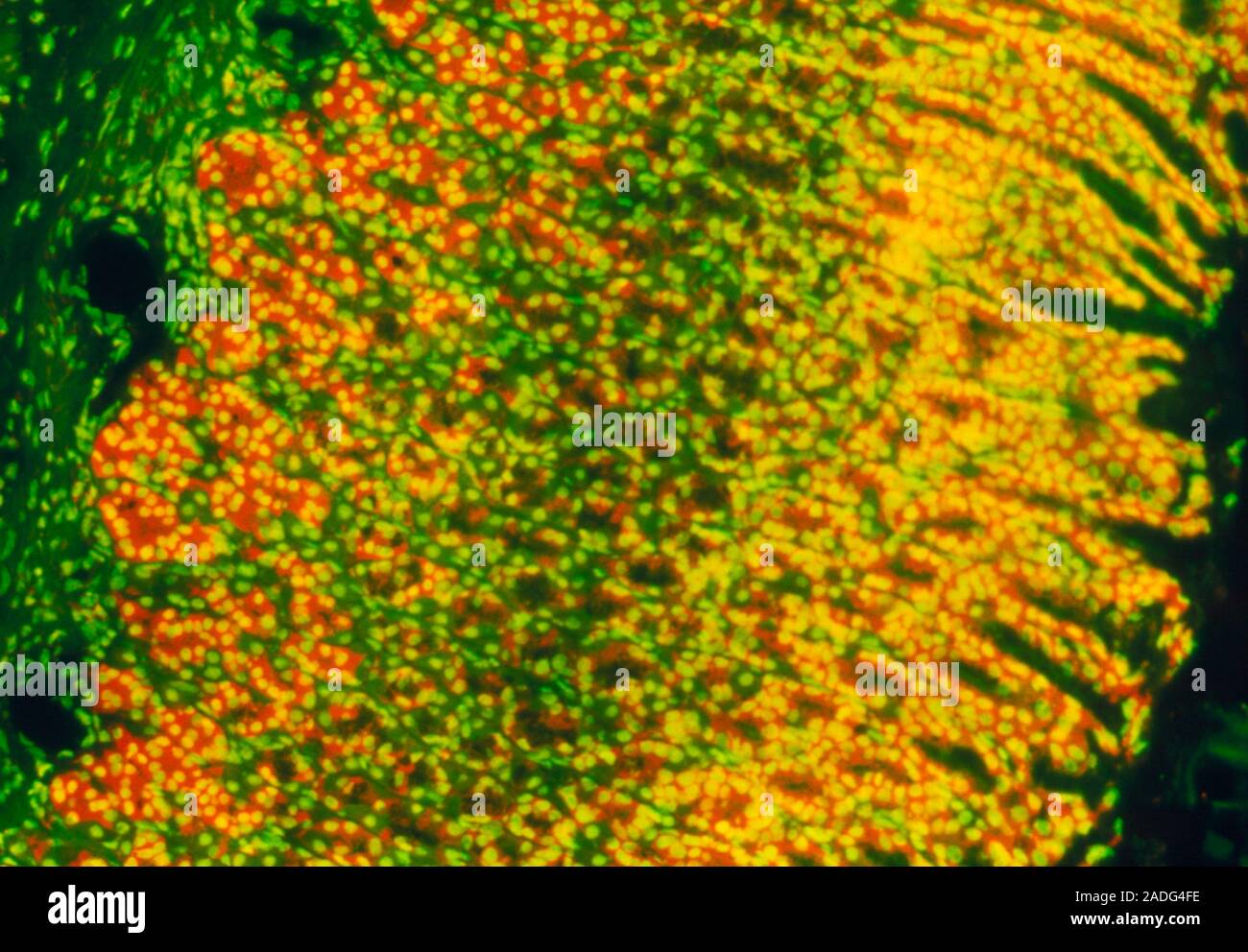 DNA and RNA in stomach. Fluorescent light micrograph of a section ...