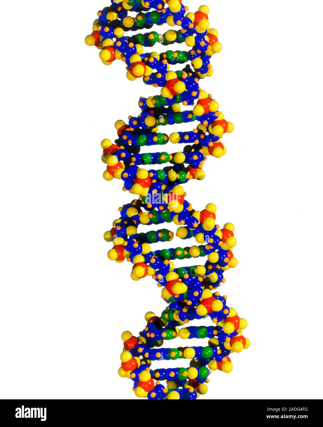 DNA molecule. Space-filling model representation of DNA ...