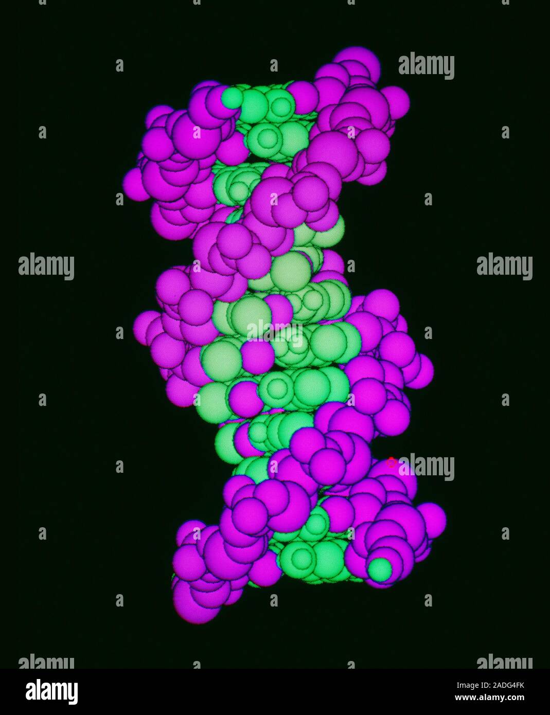 Dna Molecule Computer Graphic Representing A Segment Of The Molecule