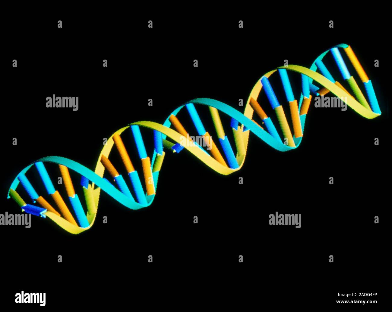DNA. Computer model showing the structure of DNA (deoxyribose nucleic ...