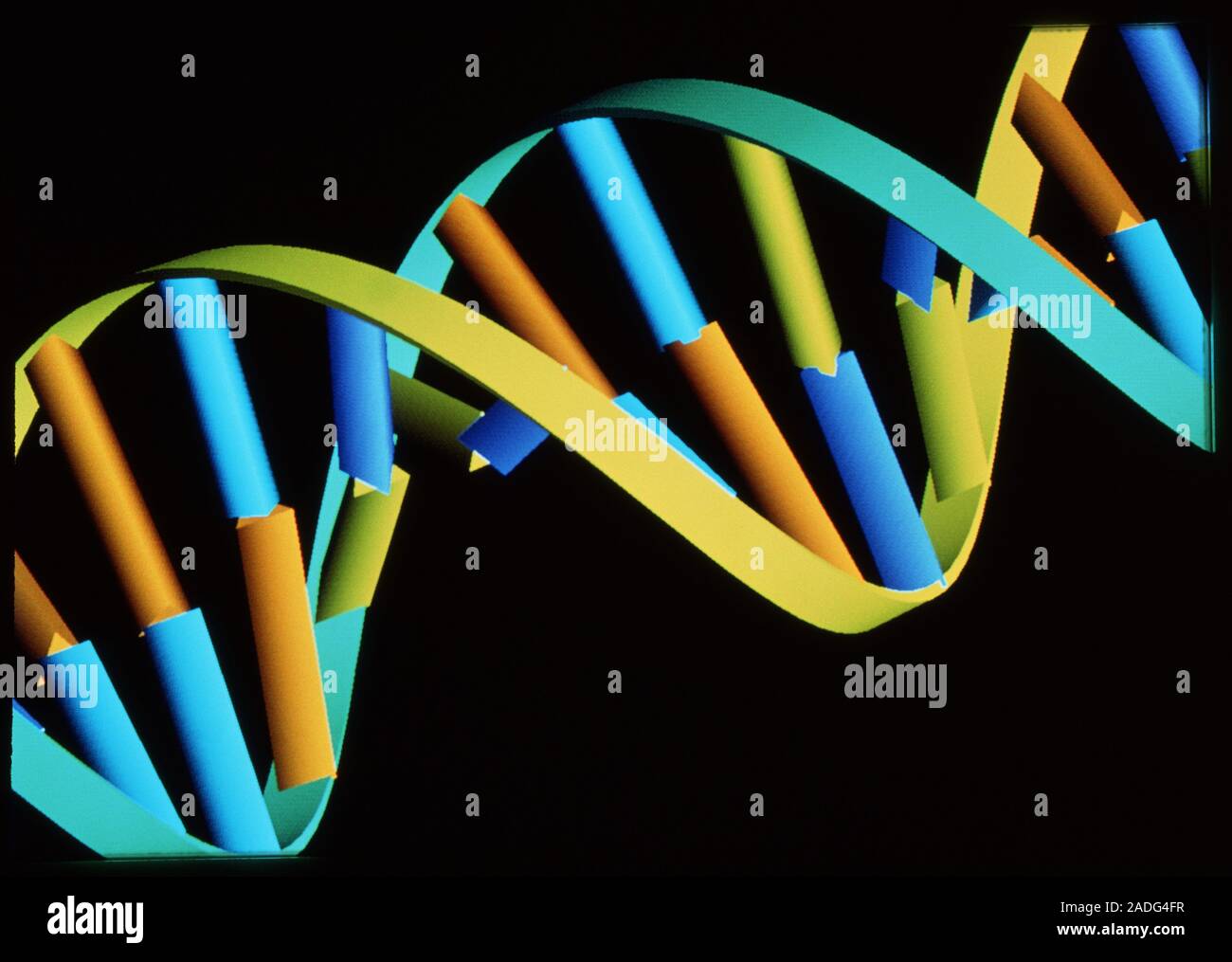 DNA. Computer model showing the structure of DNA (deoxyribose nucleic ...