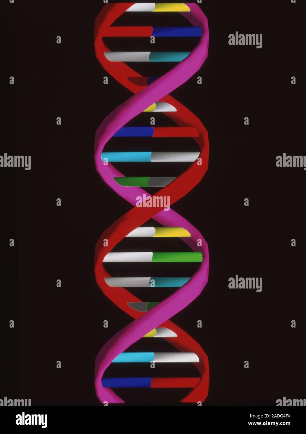 Dna Molecule Computer Representation Of A Segment Of The Molecule