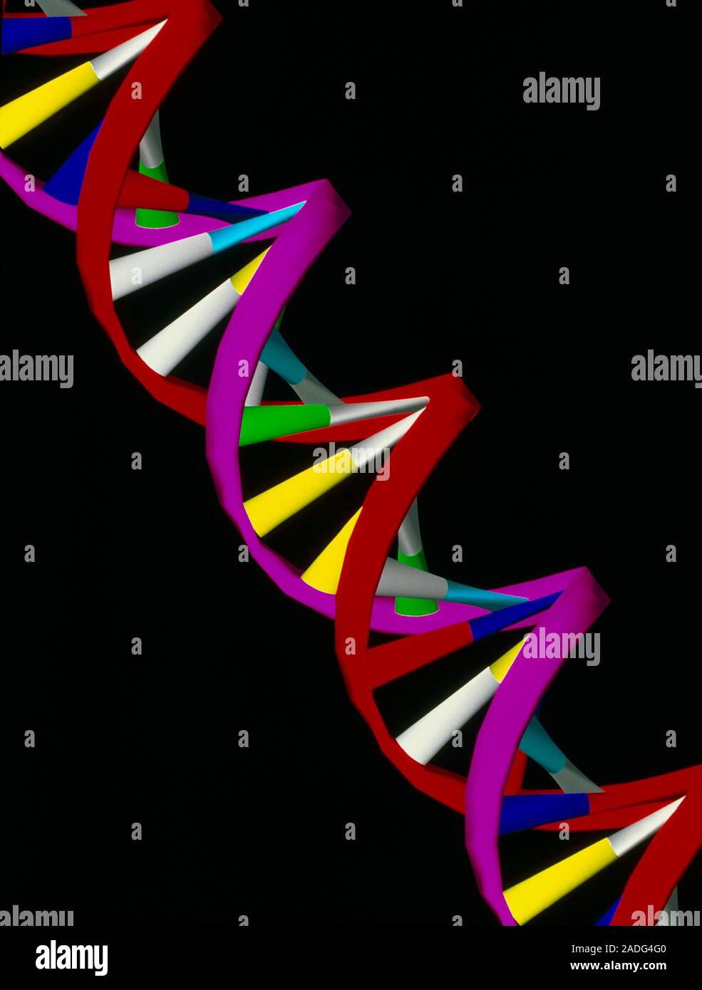 Dna Molecule Computer Representation Of A Segment Of The Molecule Deoxyribonucleic Acid Dna
