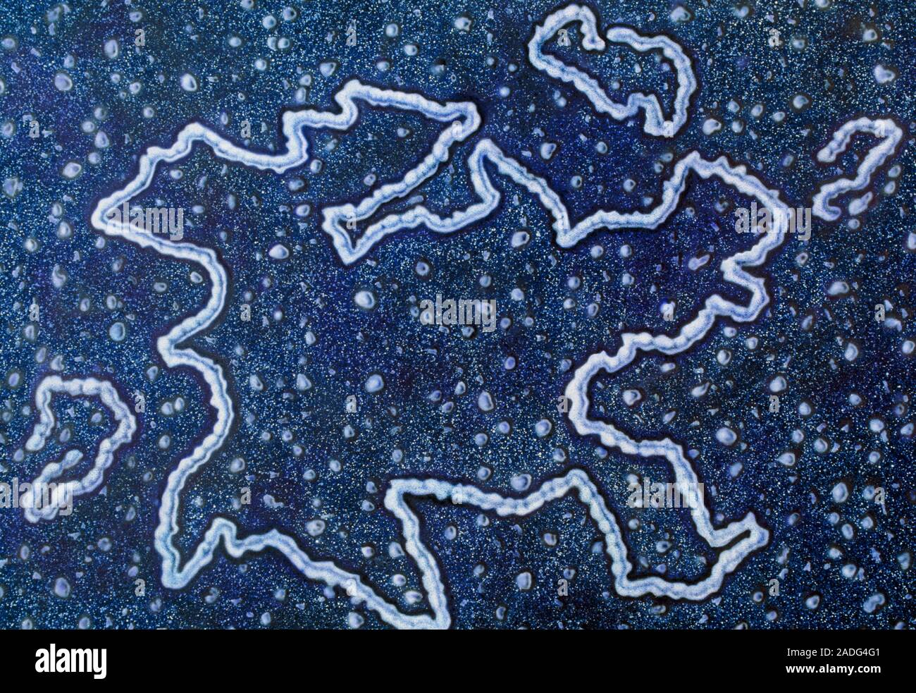 Bacterial DNA. Illustration of a bacterial chromosome and several small ...