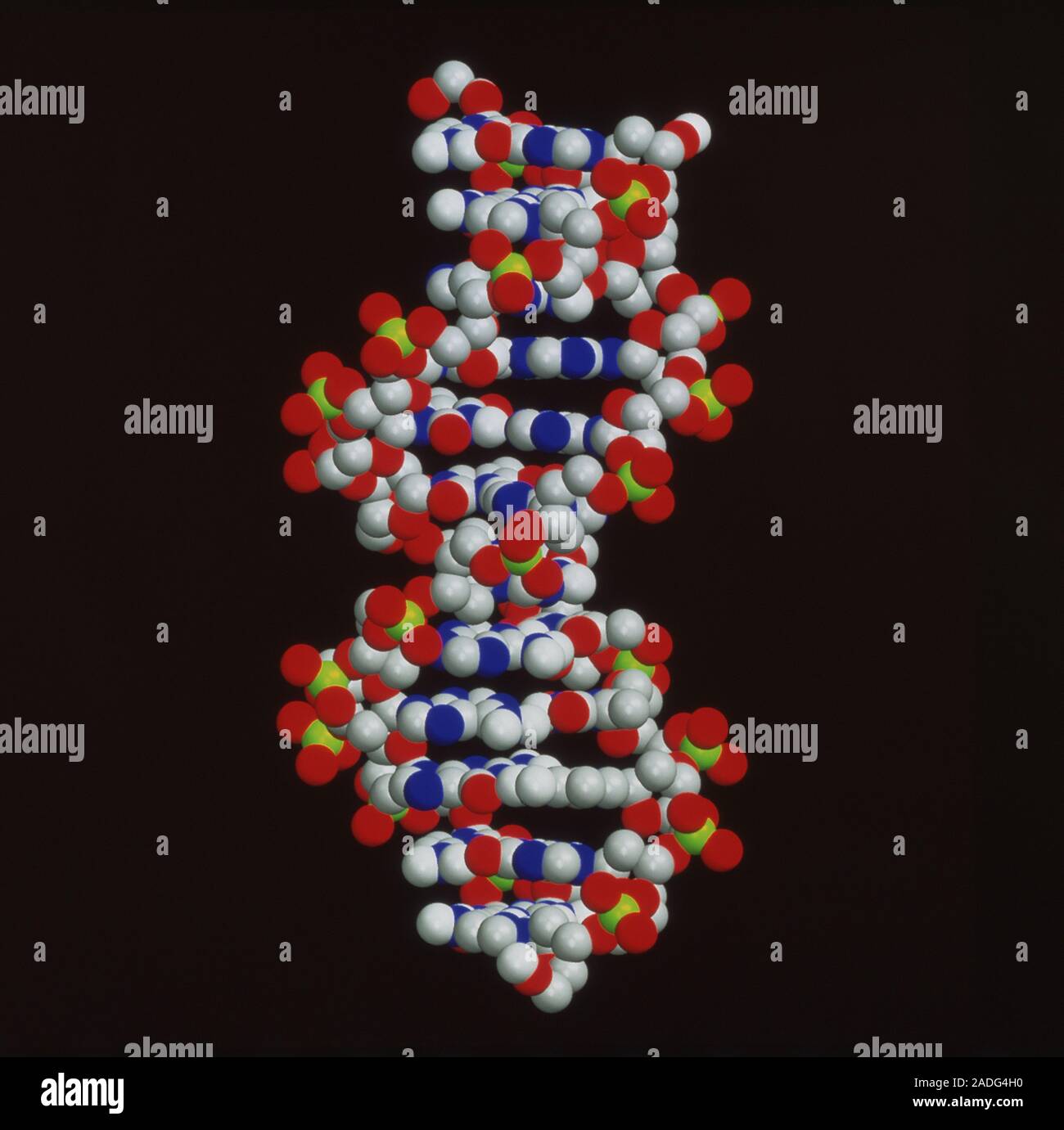 DNA molecule. Computer representation of a segment of the molecule ...