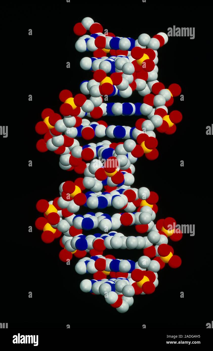 Dna Molecule Computer Representation Of A Segment Of The Molecule