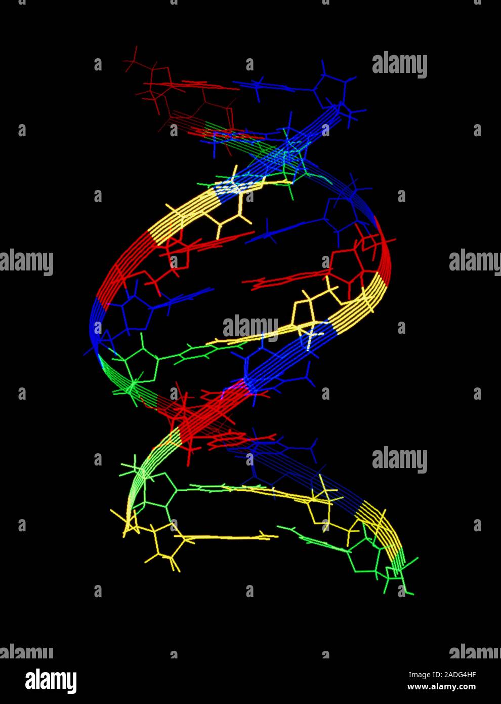 DNA molecule. A computer graphic representation of a segment of the ...